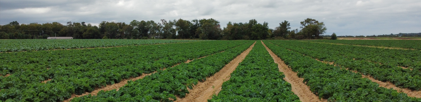 Products - Nardelli Brothers | Nardelli Lake View Farms